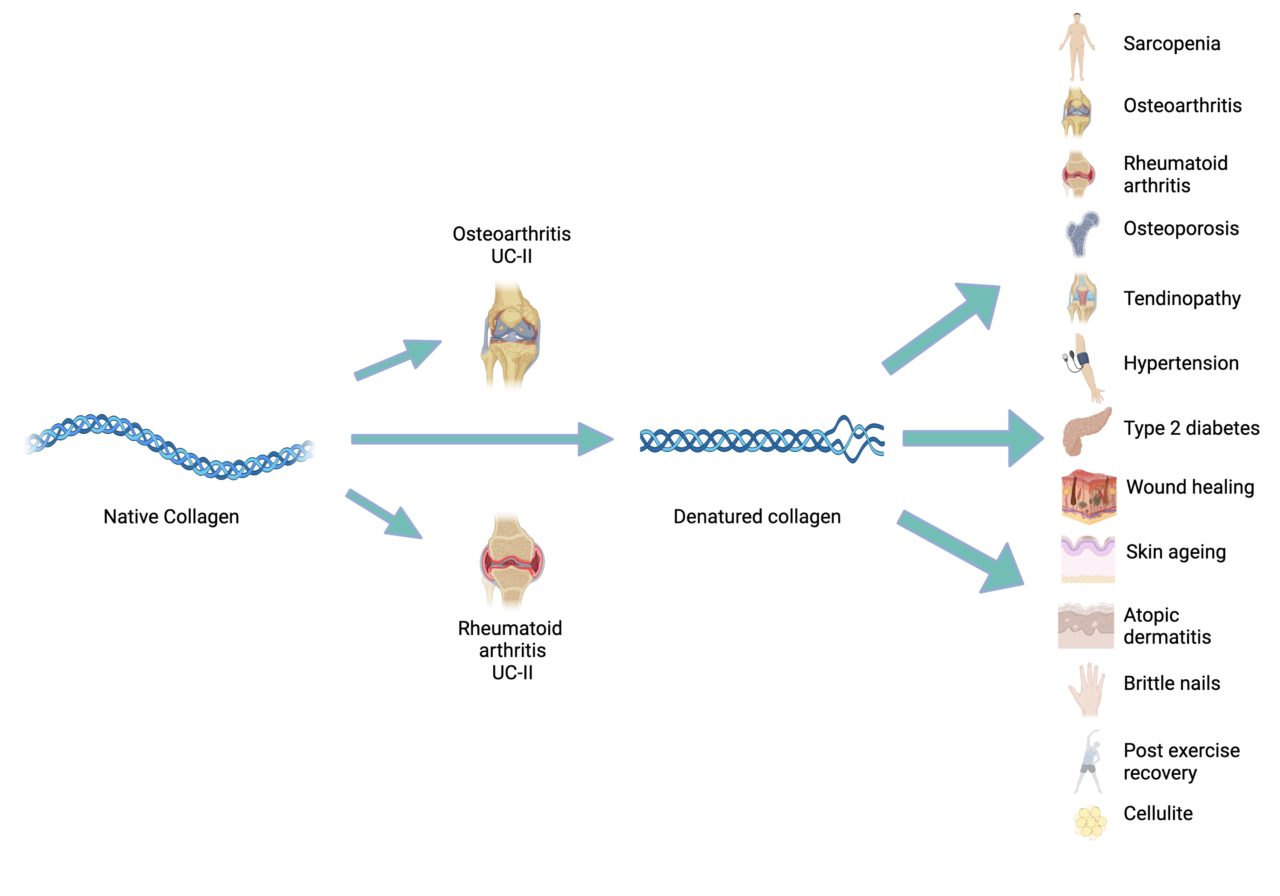 Collagen: A Review of Clinical Use and Efficacy - Nutritional Medicine ...