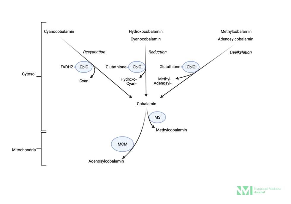 Vitamin B12: A Review of Clinical Use and Efficacy | Nutritional ...