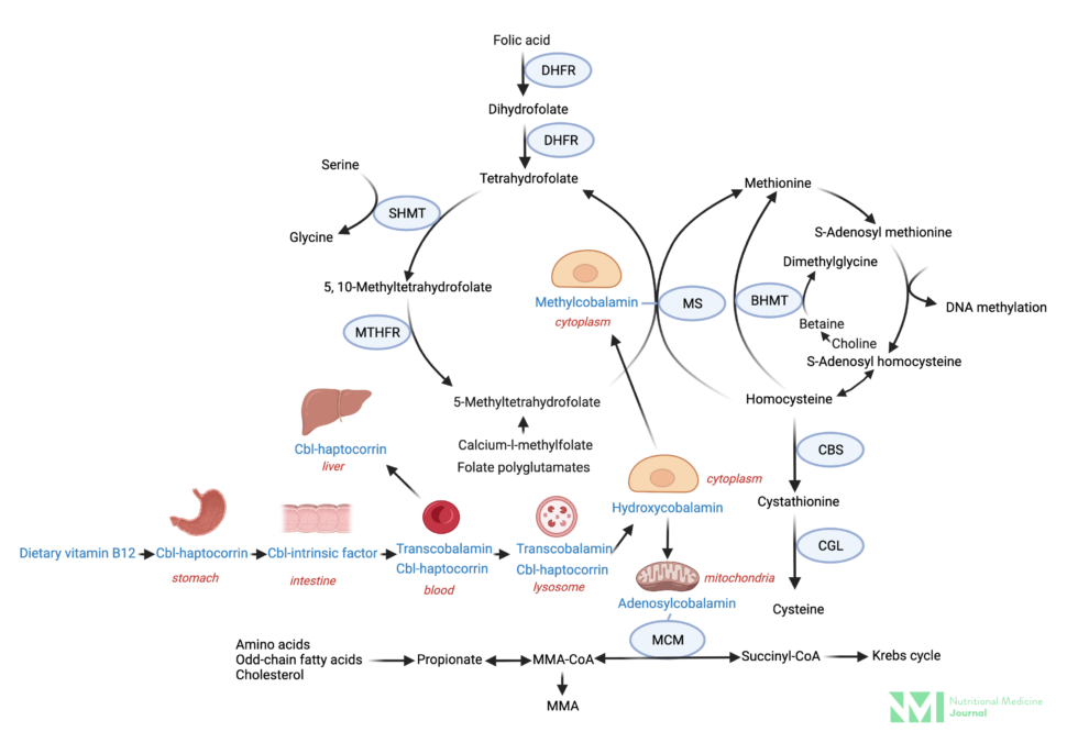 Vitamin B12: A Review of Clinical Use and Efficacy | Nutritional ...