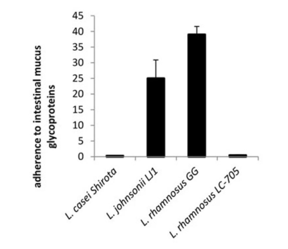 Lactobacillus rhamnosus GG : A Review of Clinical Use and Efficacy ...